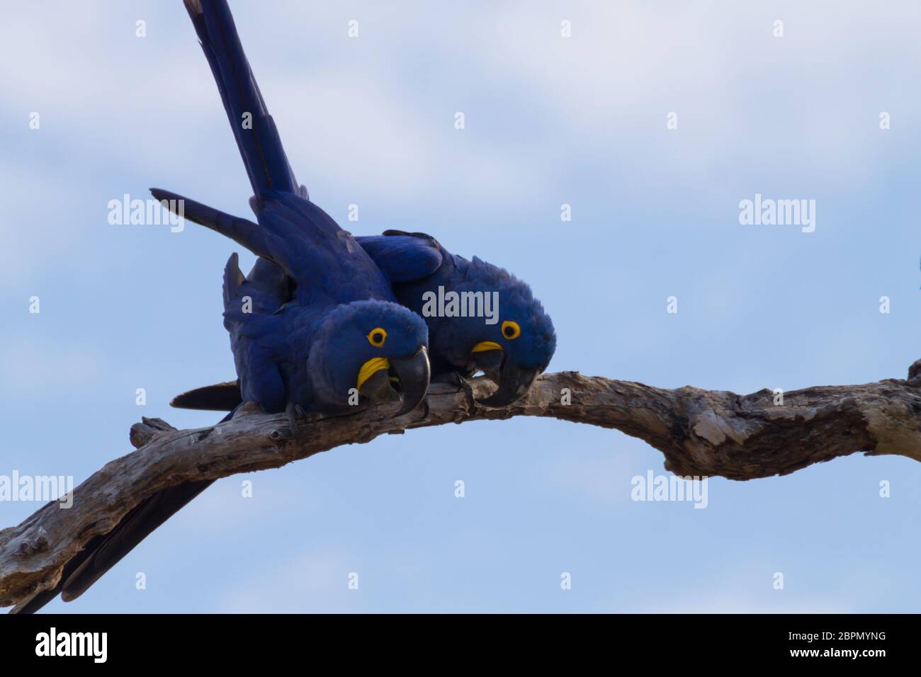 Couple of Hyacinth macaw from Pantanal, Brazil. Brazilian wildlife ...