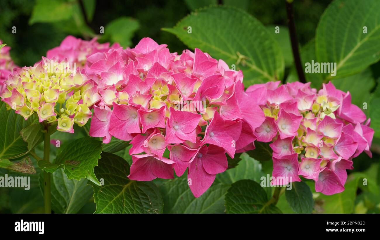 Penny mac (Hydrangea macrophylla), flowers of summer Stock Photo - Alamy