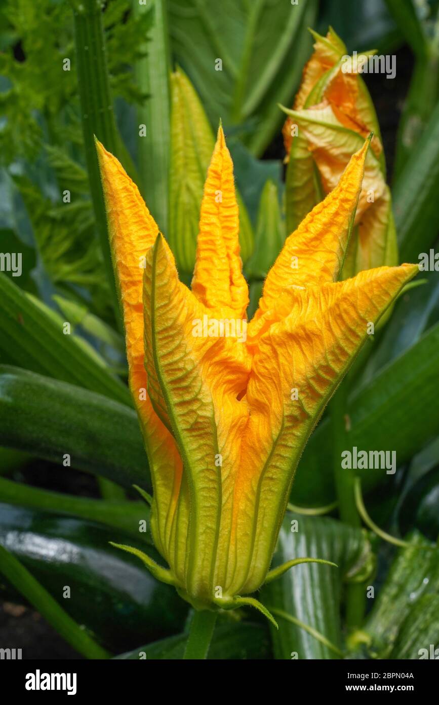 Blossom of courgette plant (Cucurbita pepo Stock Photo - Alamy