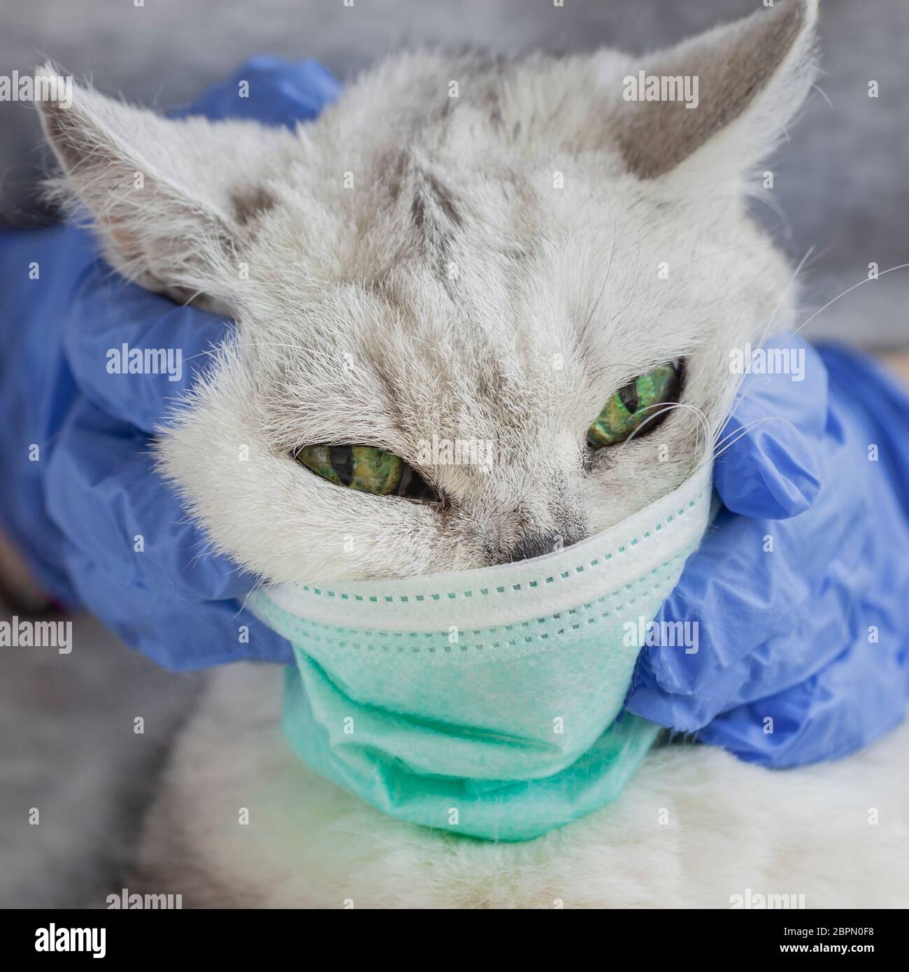 Cat in protective disposable medical mask. Concept personal protection ...