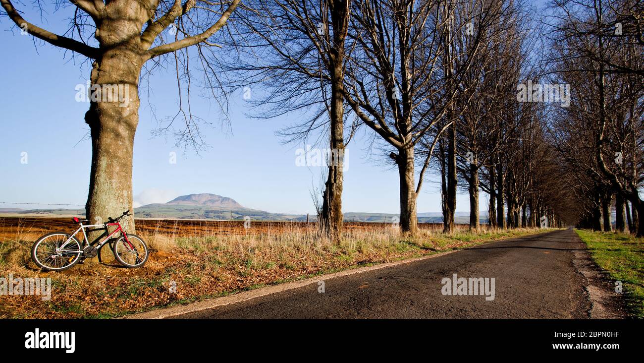 lane of trees bare with no leaves and road Stock Photo - Alamy