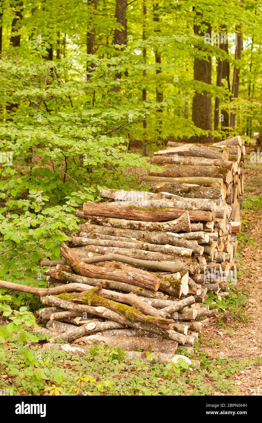 Beech forest stacked tree hi-res stock photography and images - Alamy