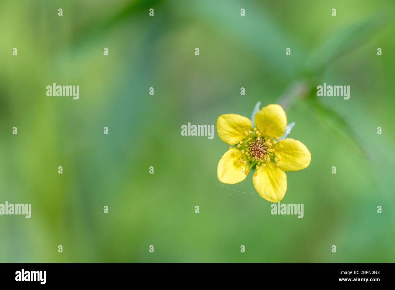 Close-up of the yellow flower of Herb Bennet, Wood Avens / Geum urbanum ...