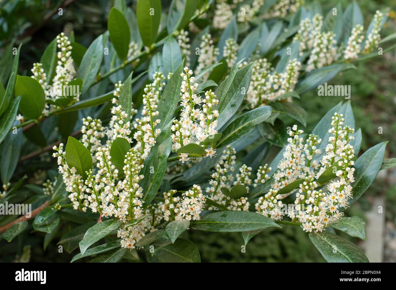 flowering cherry laurel in springtime, a poisonous evergreen shrub in ...