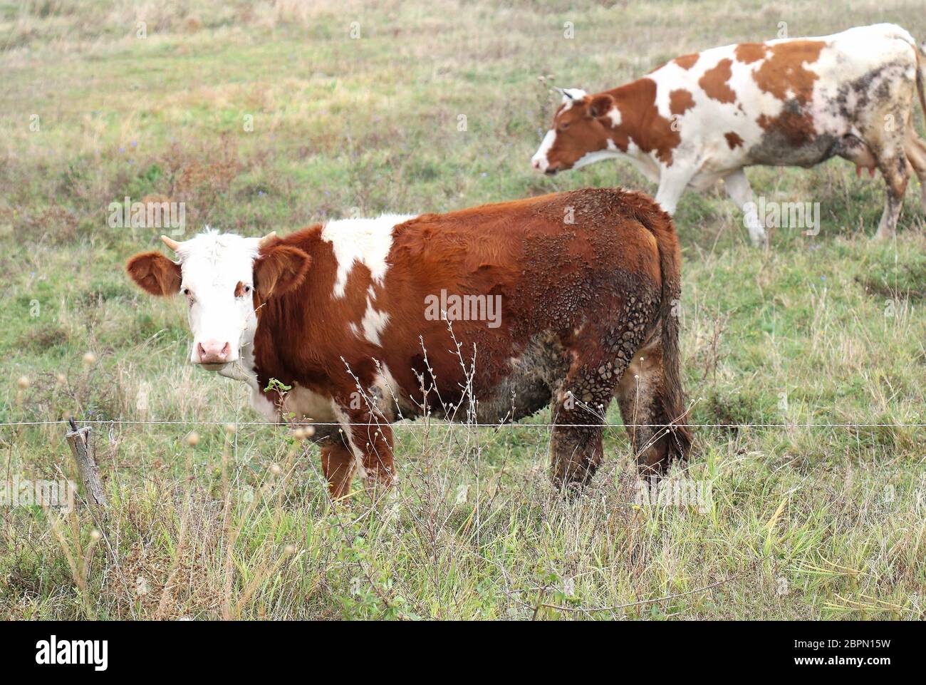 Domesticated cow on countryside lawn grazing green grass Stock Photo ...