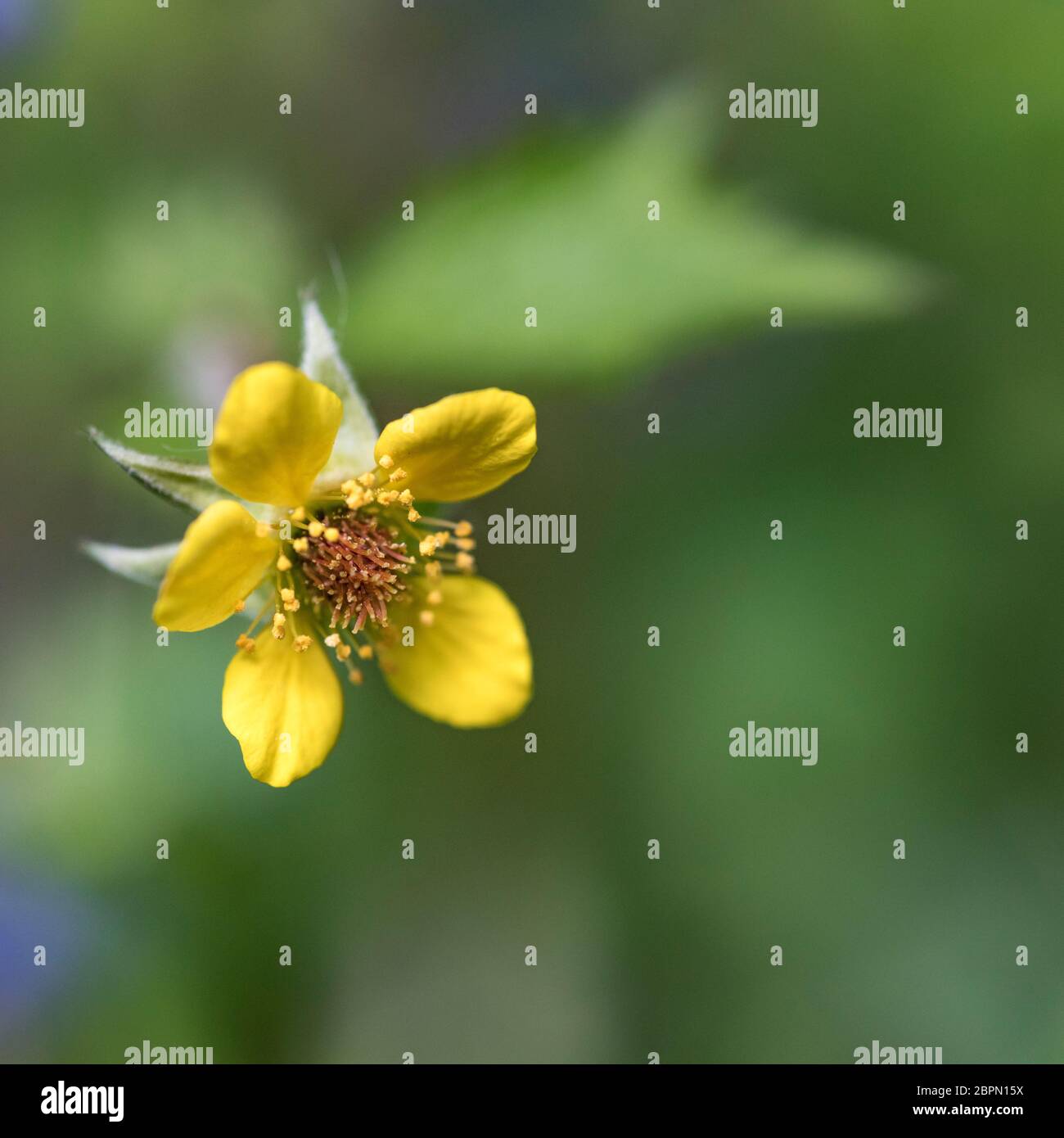 Close-up of the yellow flower of Herb Bennet, Wood Avens / Geum urbanum ...