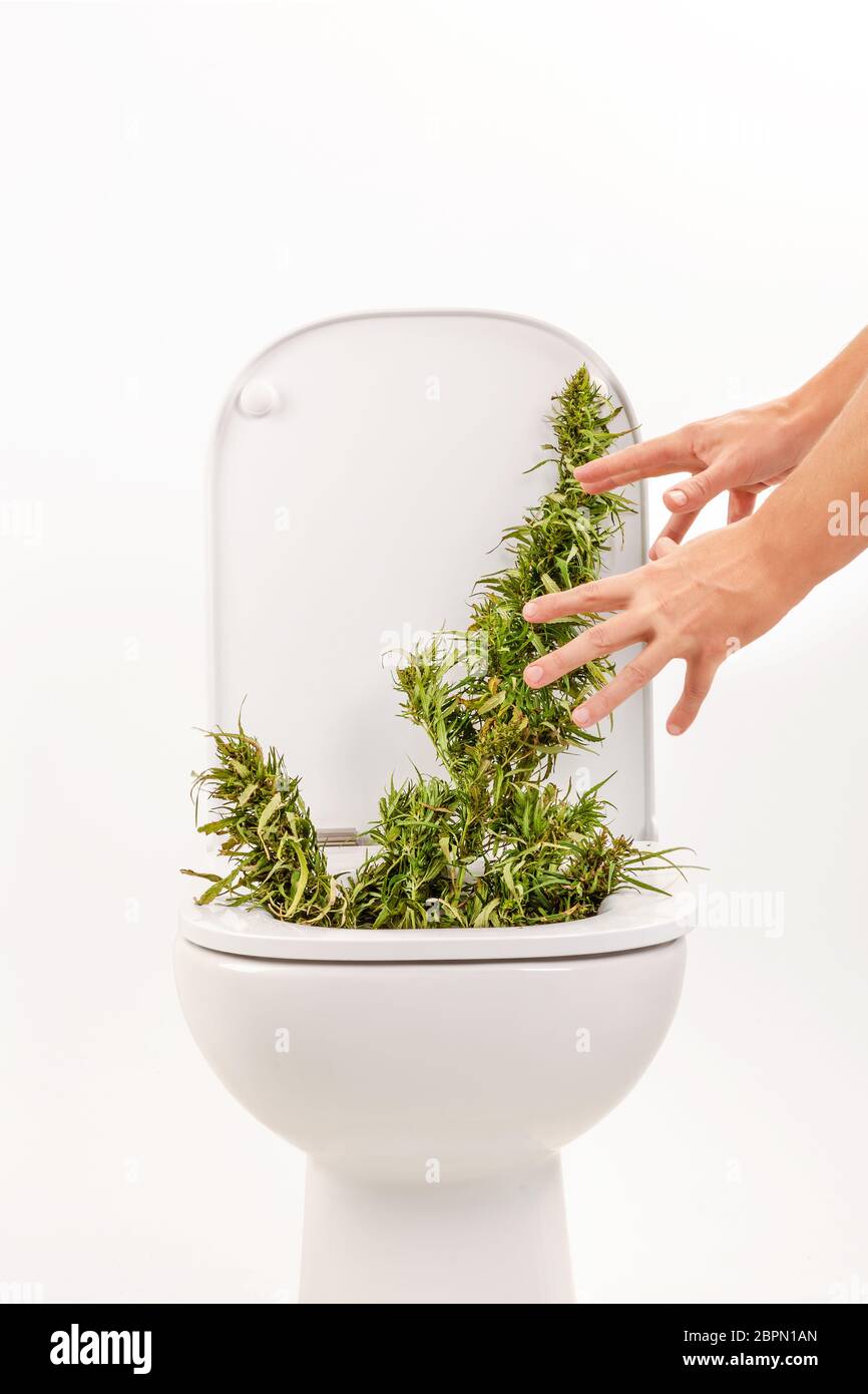 Marijuana plant in toilet with begging hands isolated on white ...