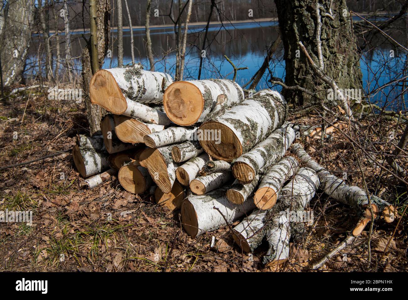 Birch logs on the lake coast Stock Photo - Alamy