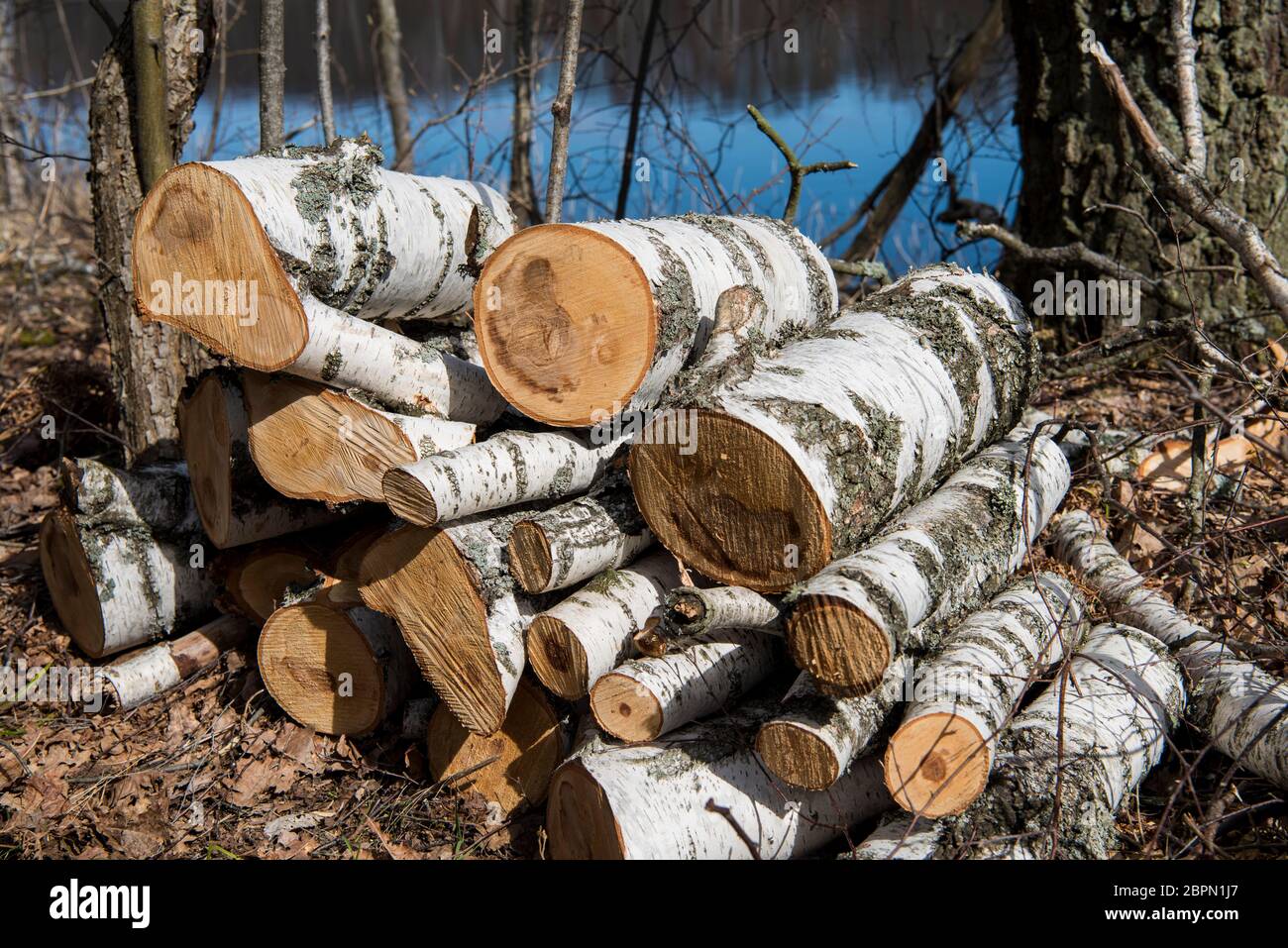 Birch logs on the lake coast Stock Photo - Alamy