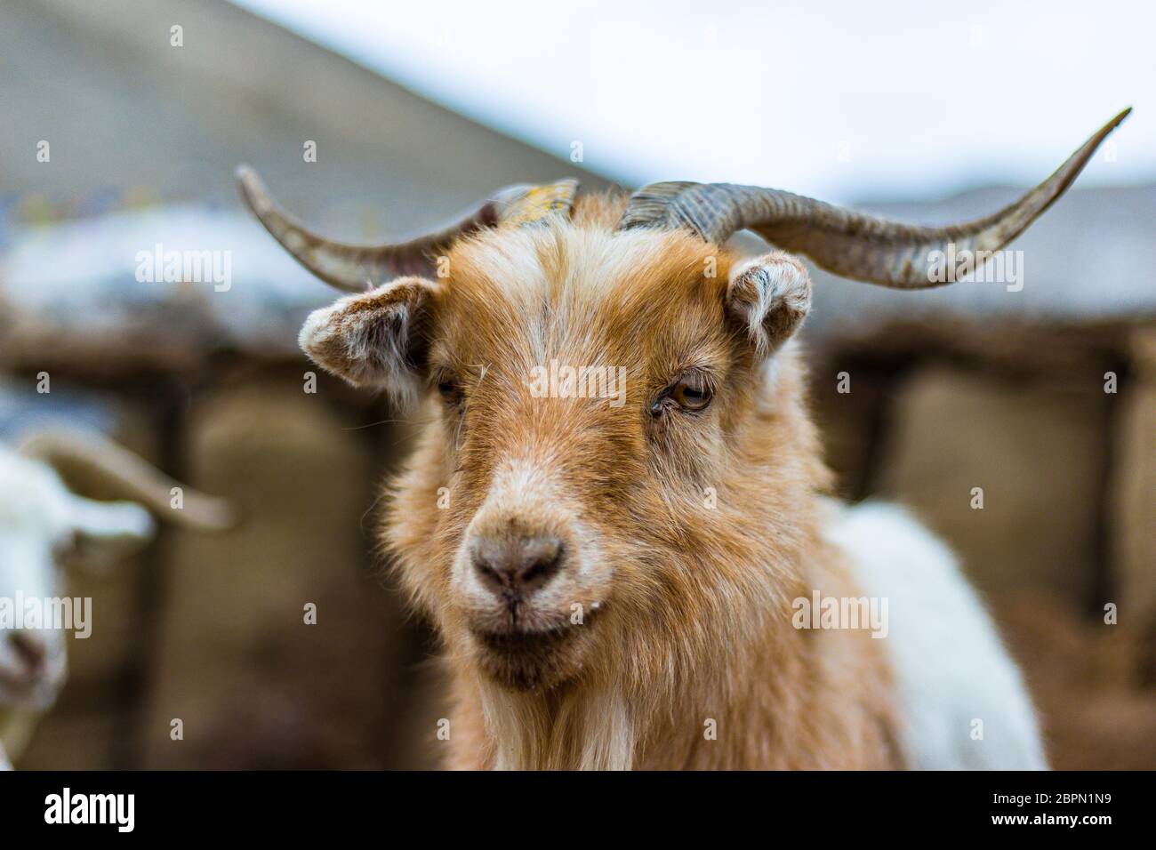 Wildlife in Ladakh India - A goat in a herd of animals tamed by the ...