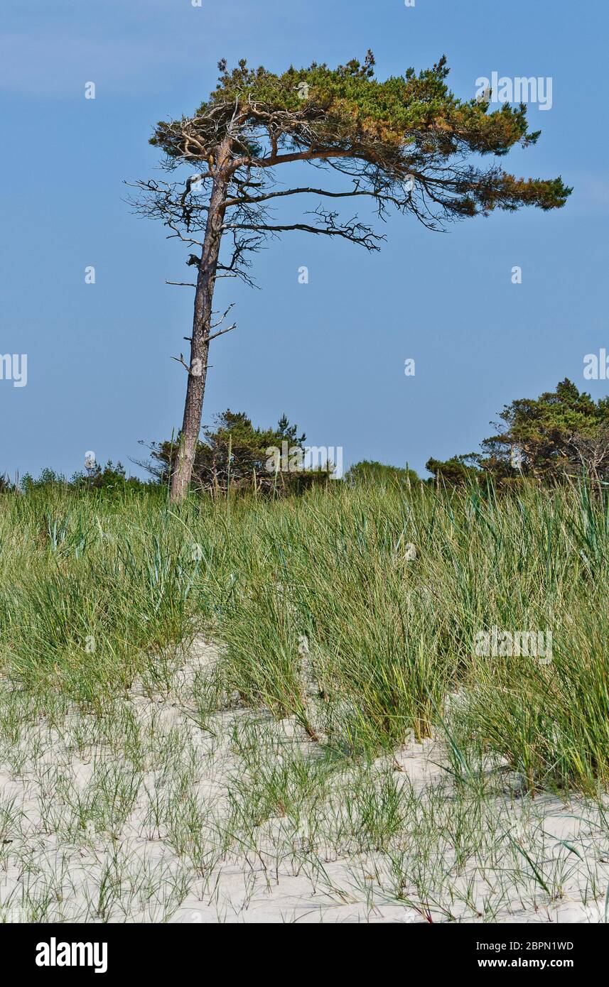 windswept pine on a sand dune at the national park Darsser Ort, Germany ...