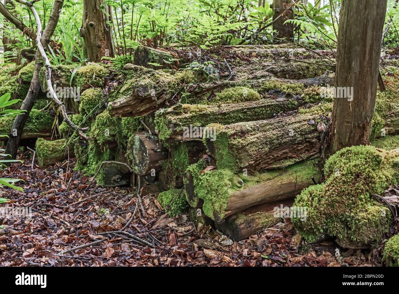 Lifecycle of trees hi-res stock photography and images - Alamy