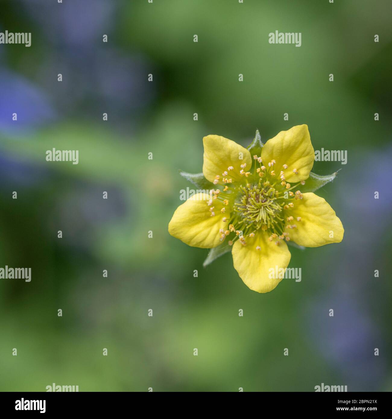 Close-up of the yellow flower of Herb Bennet, Wood Avens / Geum urbanum ...