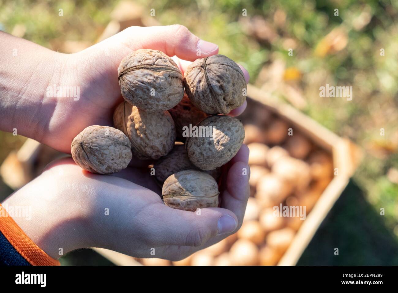 Children's hands hold many walnuts outdoor Stock Photo - Alamy
