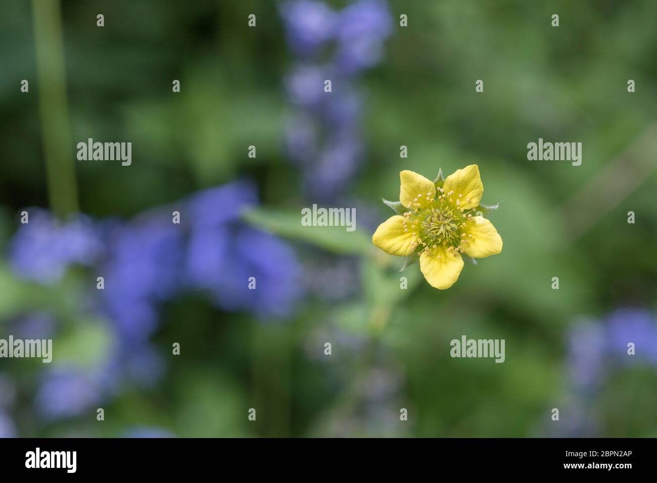 Close-up of the yellow flower of Herb Bennet, Wood Avens / Geum urbanum ...