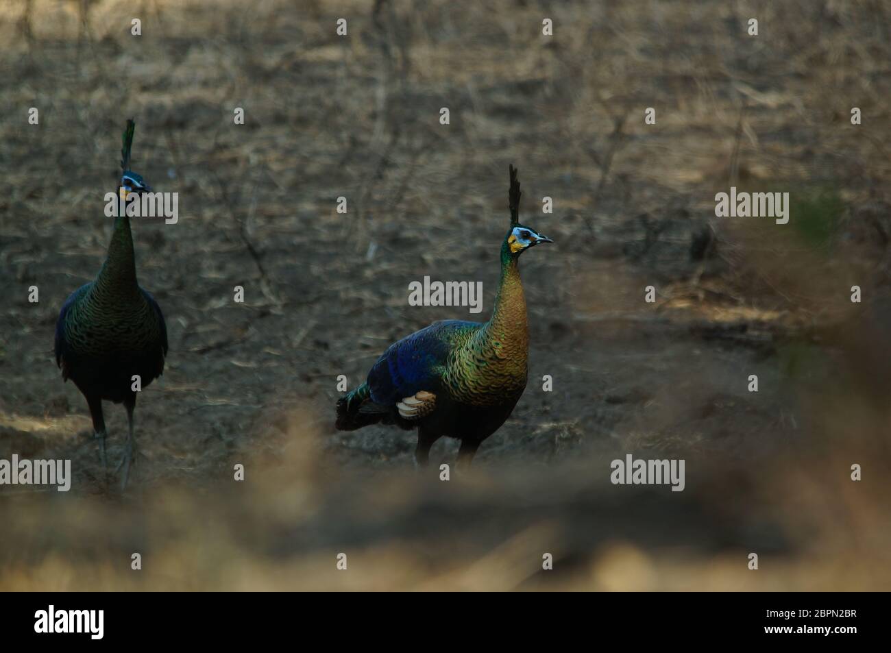 Green peafowl pavo muticus hi-res stock photography and images - Alamy