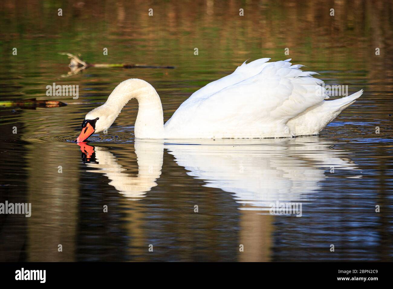single swans swimming at sunrise at skylakes Plothen, Germany Stock ...