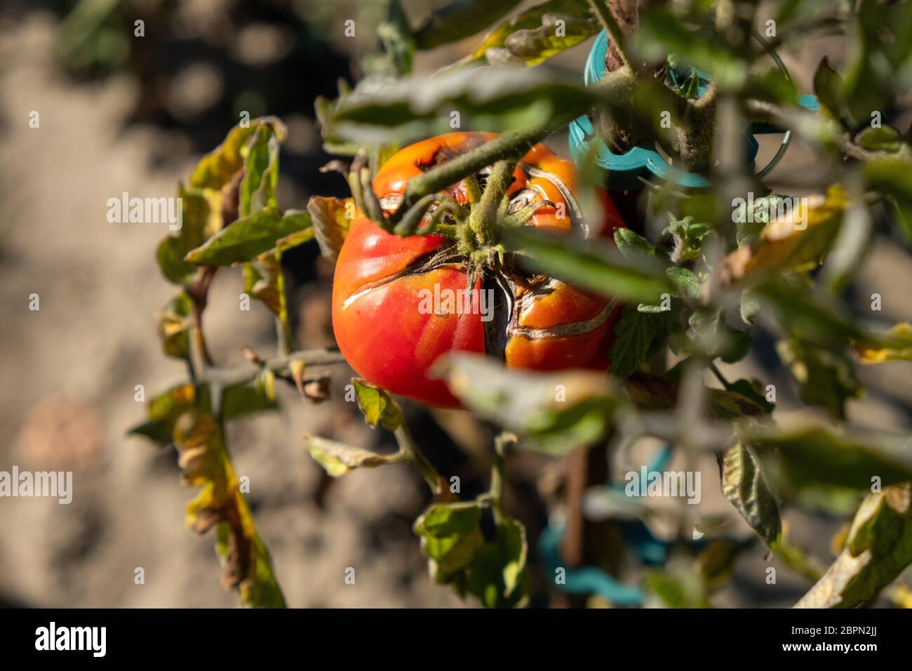 One rotten tomato hi-res stock photography and images - Alamy