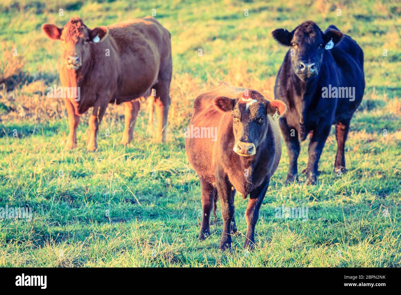 Group of cows on a pasture in Central Kentucky Stock Photo - Alamy