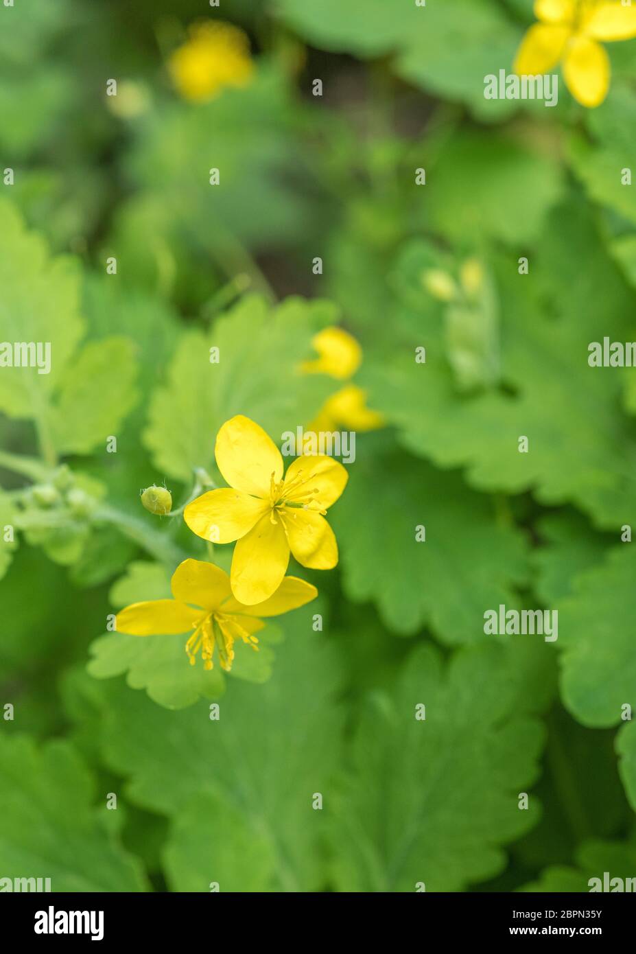 Yellow flowers of Greater Celandine / Chelidonium majus. An unusual 5 ...