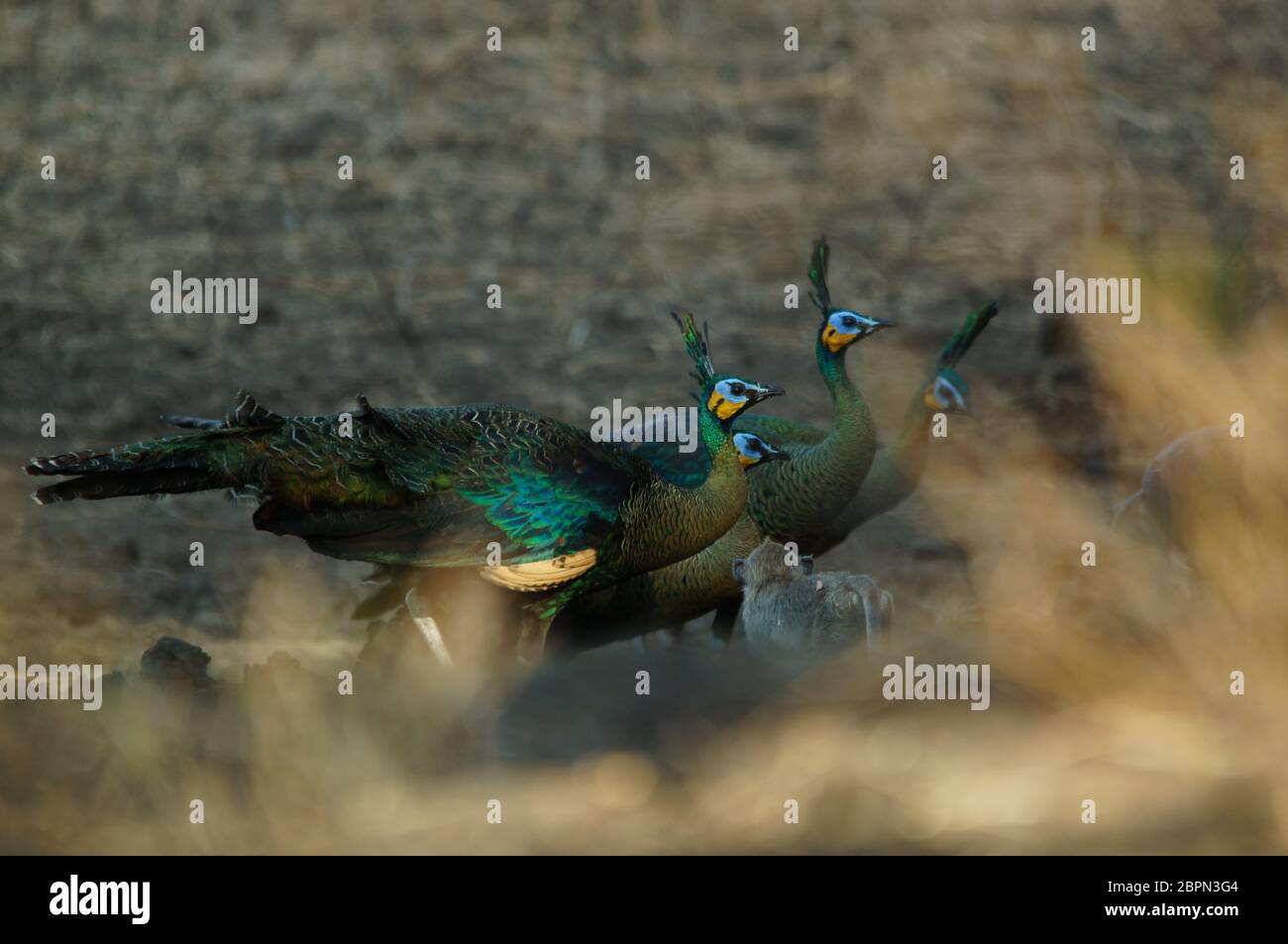 The green peafowl (Pavo muticus) is a peacock species found in the ...