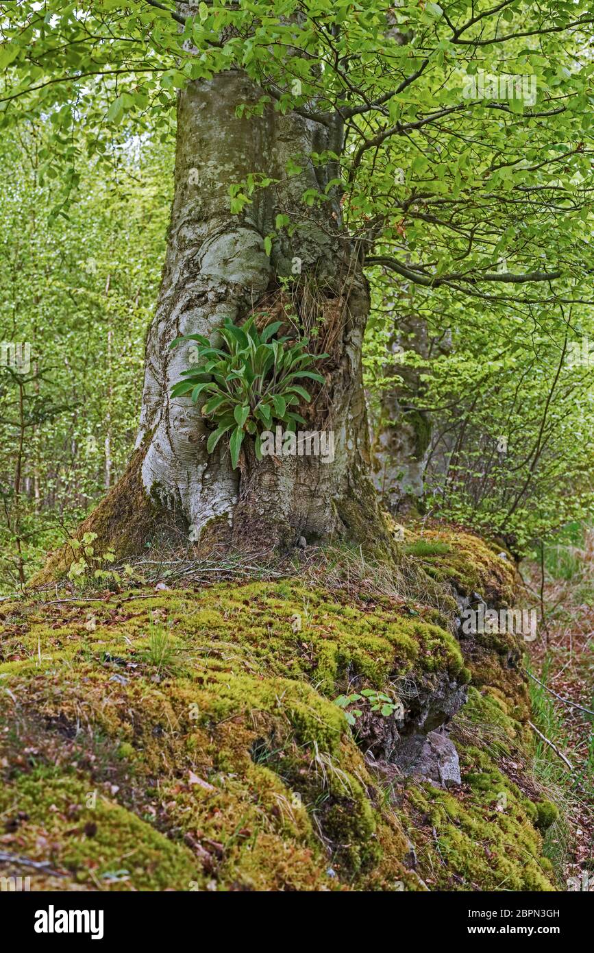 Large common foxglove plant, digitalis pursuers, growing from recess in ...