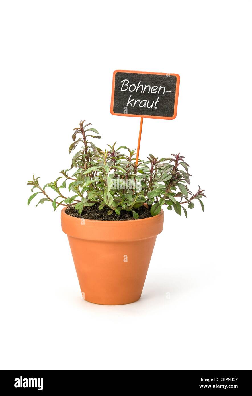 Savory in a clay pot with a german label Bohnenkraut Stock Photo - Alamy