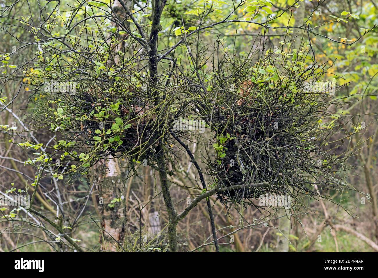 Close up eye level view of two Witches broom growths on tree branches ...