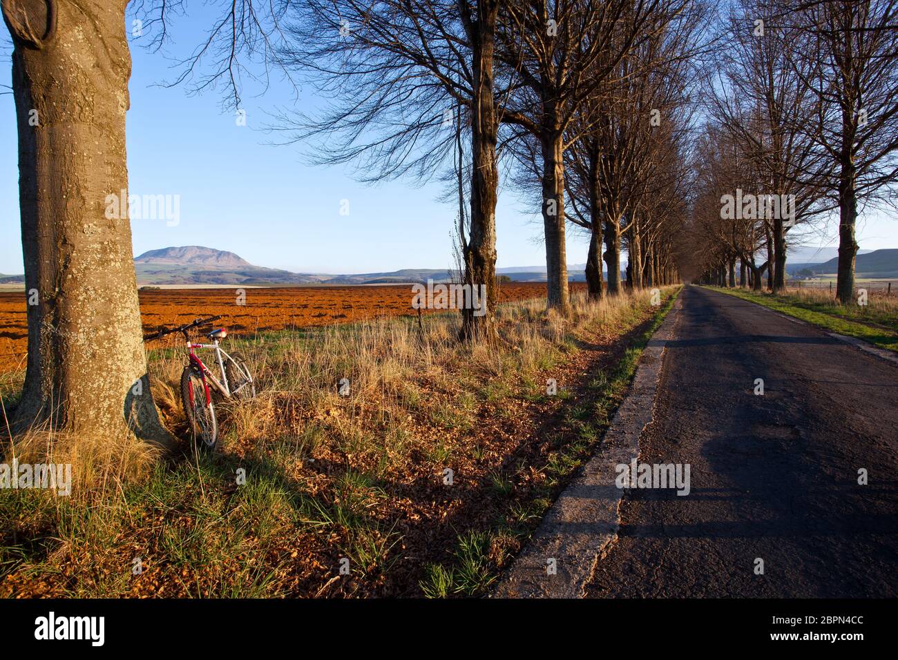 lane of trees bare with no leaves and road Stock Photo - Alamy