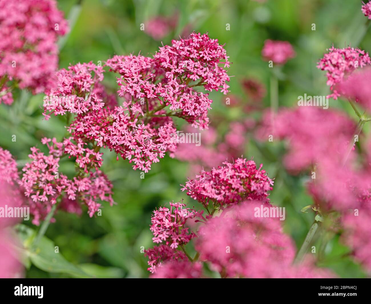 Spur flower hi-res stock photography and images - Alamy