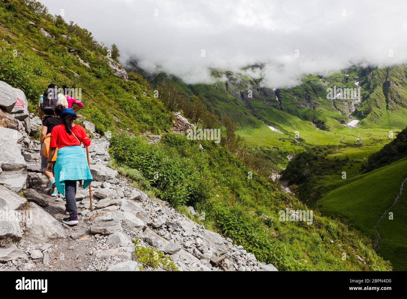 Himalayan flowers inside the Valley of Flowers near Joshimath ...