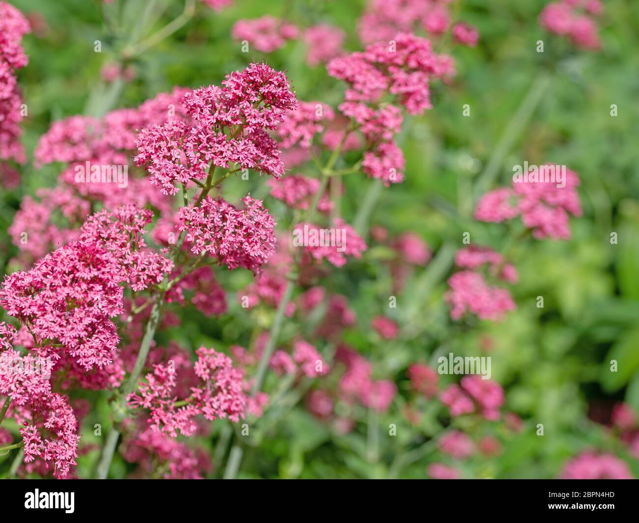 Spur flower hi-res stock photography and images - Alamy