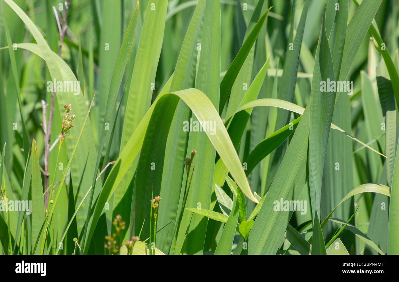 Tall and thick hi-res stock photography and images - Alamy