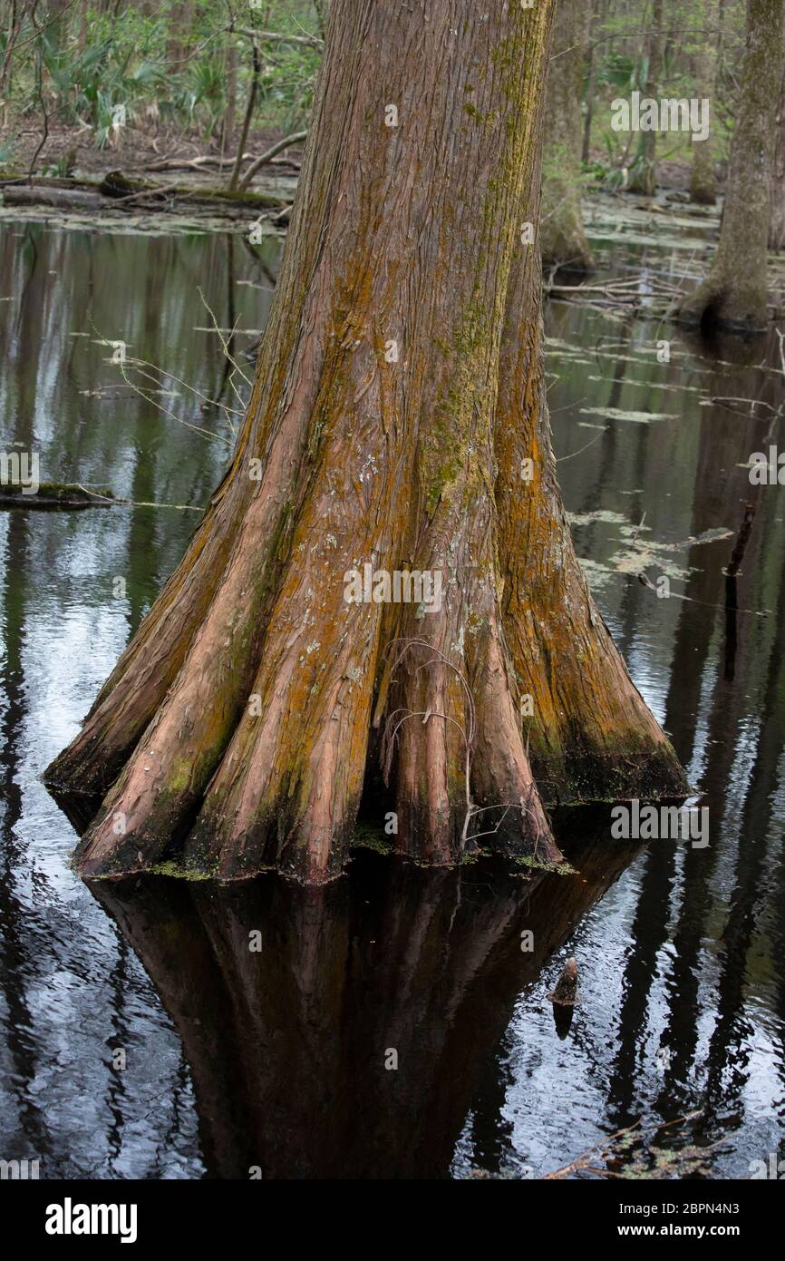 Close up of a tree base in shallow swamp water Stock Photo - Alamy