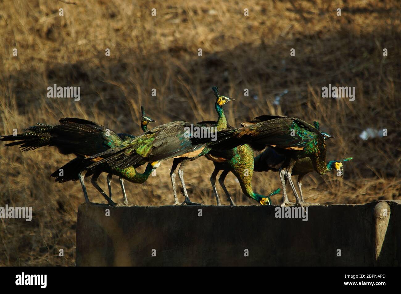 Green peafowl pavo muticus hi-res stock photography and images - Alamy