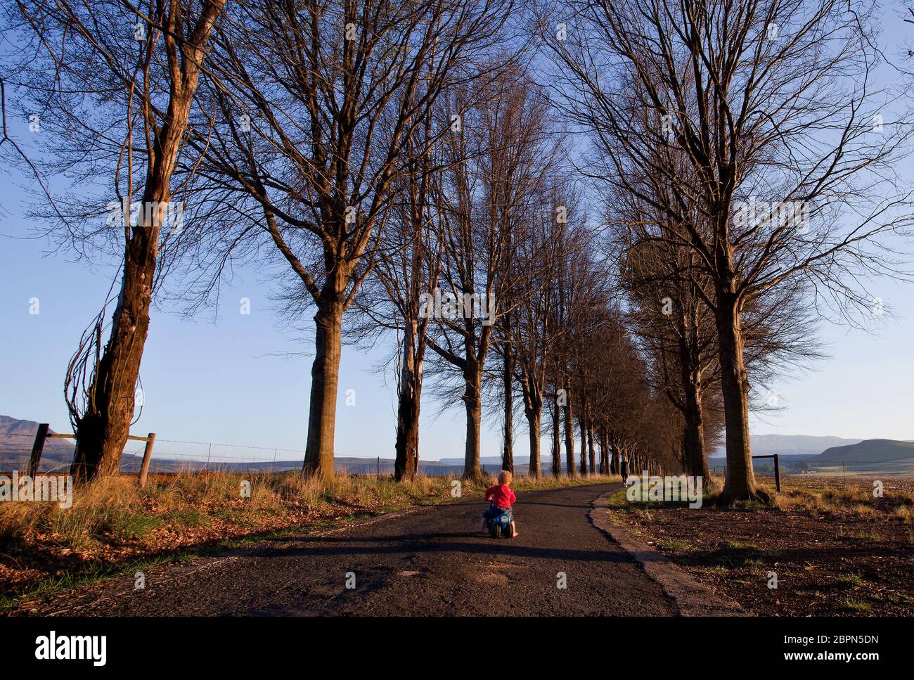 lane of trees bare with no leaves and road Stock Photo - Alamy