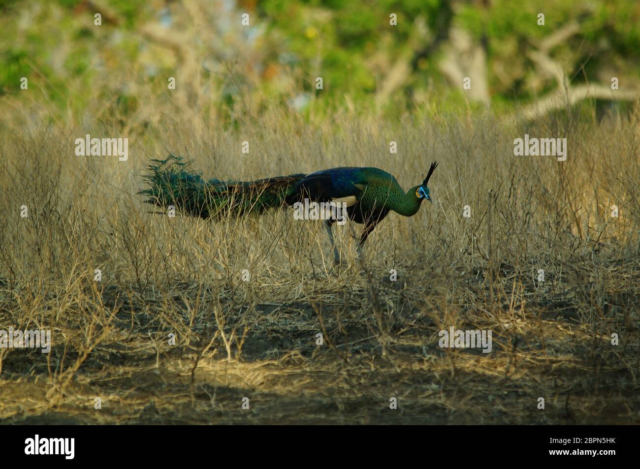 The green peafowl (Pavo muticus) is a peacock species found in the ...