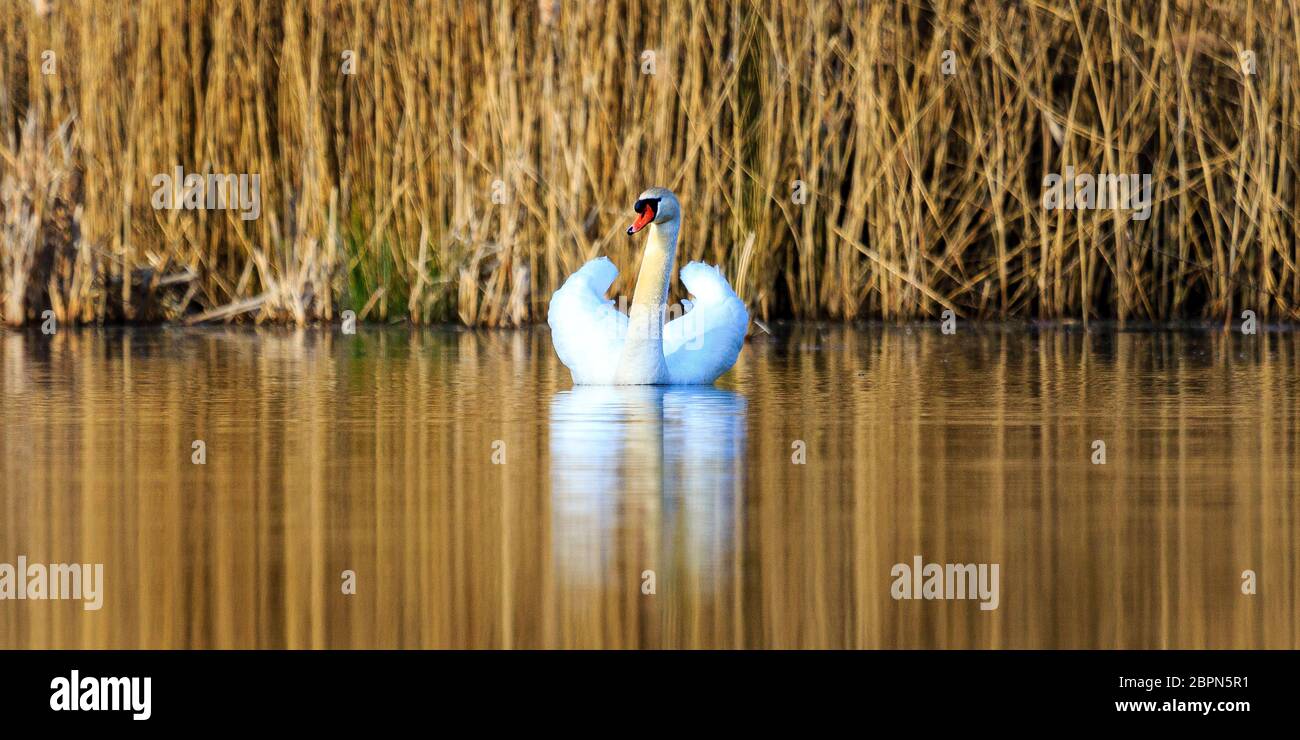 single swan at sunrise, golden water at sky lakes Plothen Germany Stock ...