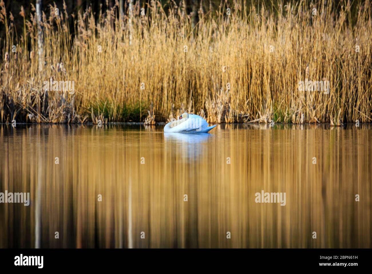 single swan at sunrise, golden water at sky lakes Plothen Germany Stock ...