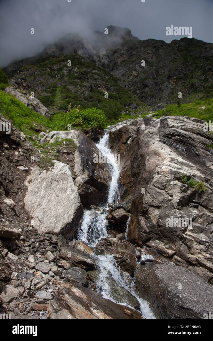 Himalayan flowers inside the Valley of Flowers near Joshimath ...