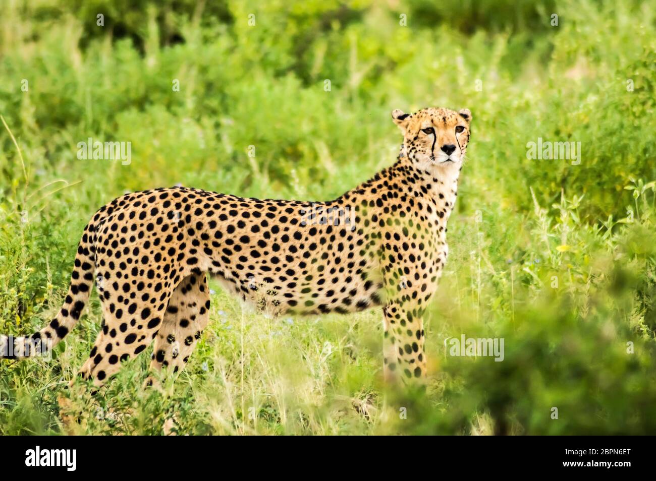 Central cheetahs hi-res stock photography and images - Alamy