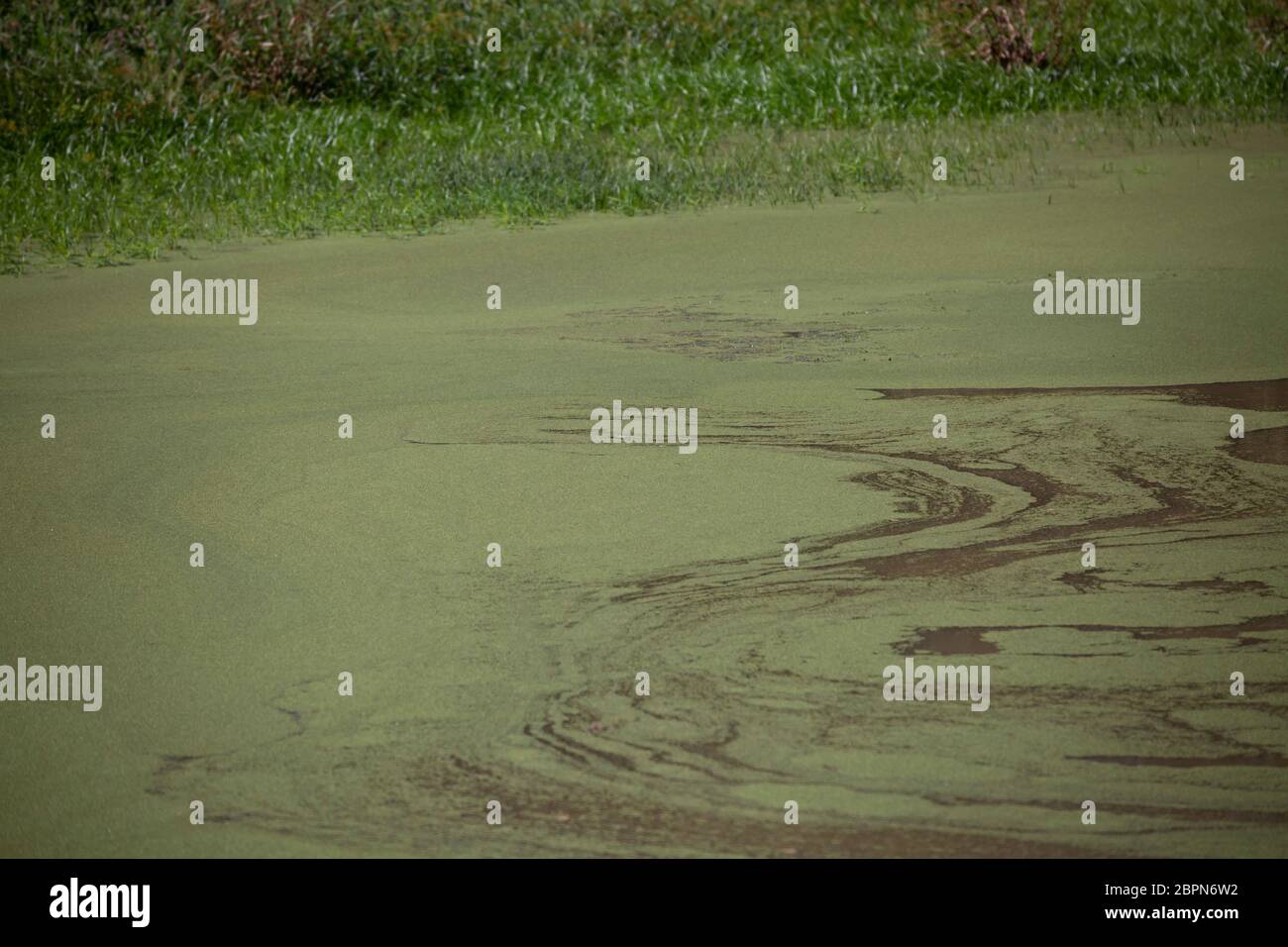Close up of the surface of swamp water Stock Photo - Alamy