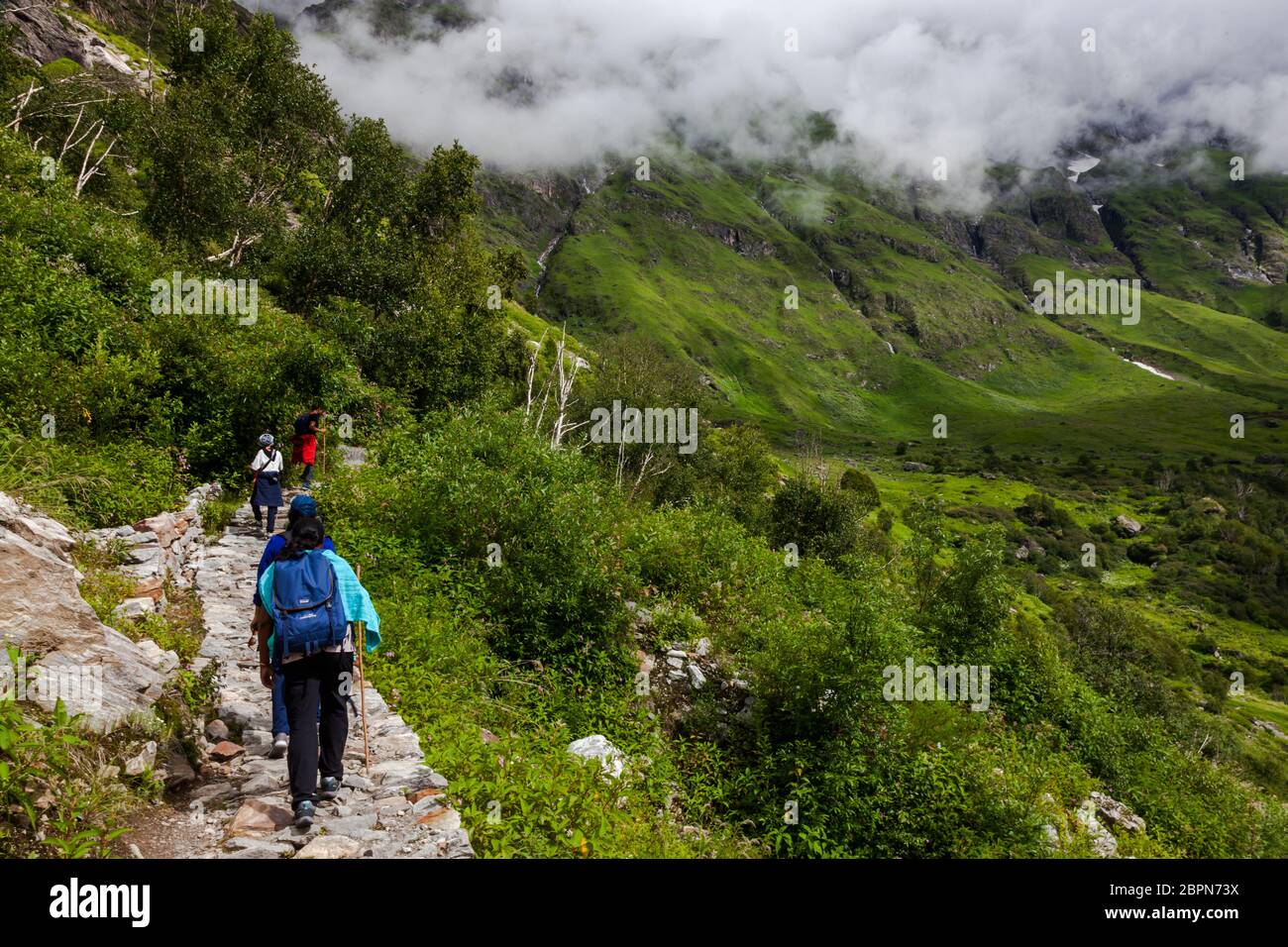 Himalayan flowers inside the Valley of Flowers near Joshimath ...