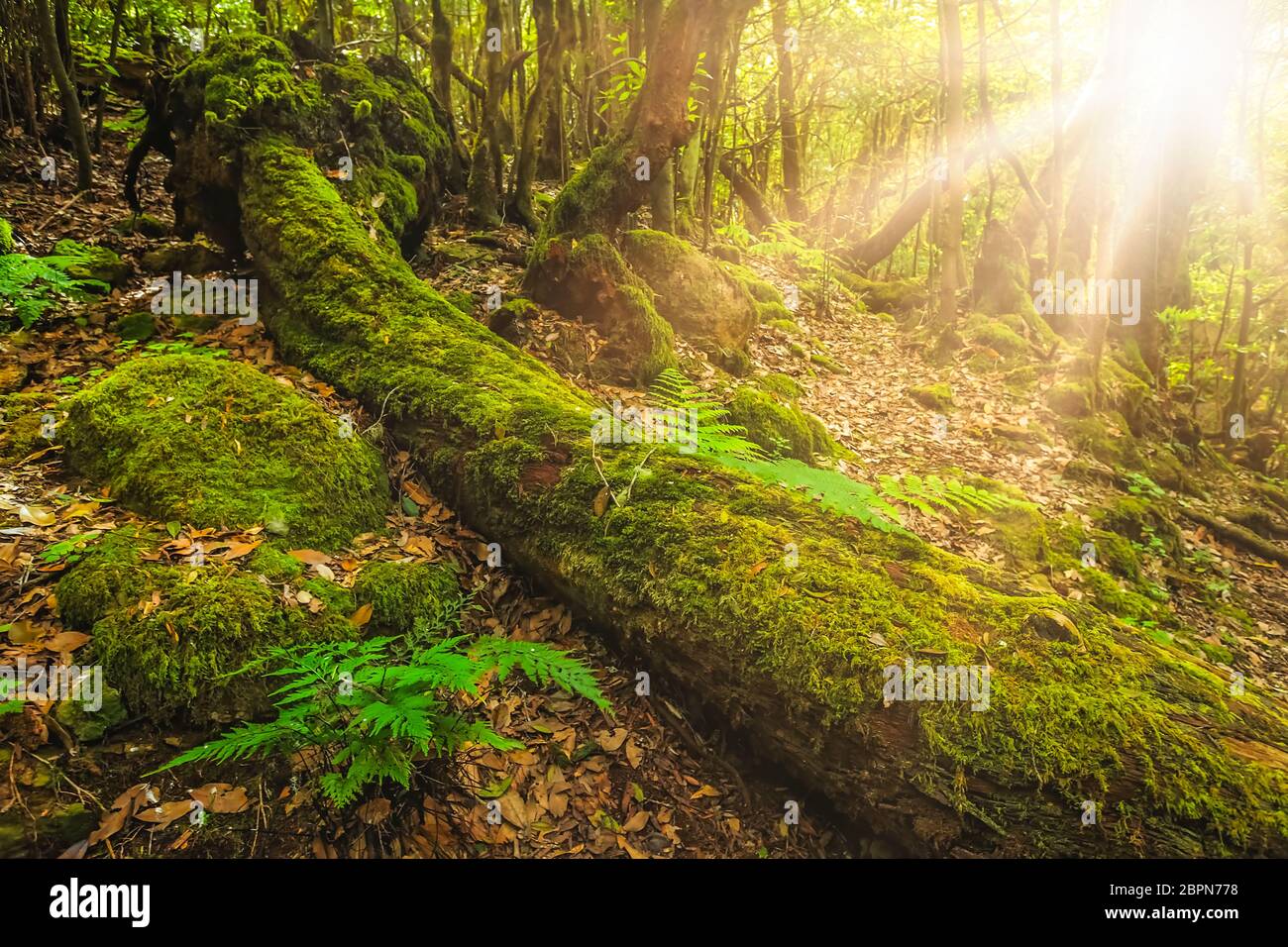 Summer landscape of the rainforest in Garajonay national park, La ...