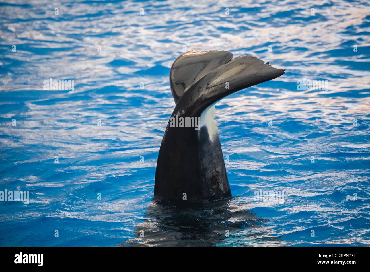 Orca killer whale waving its tail above the surface of the deep sea ...