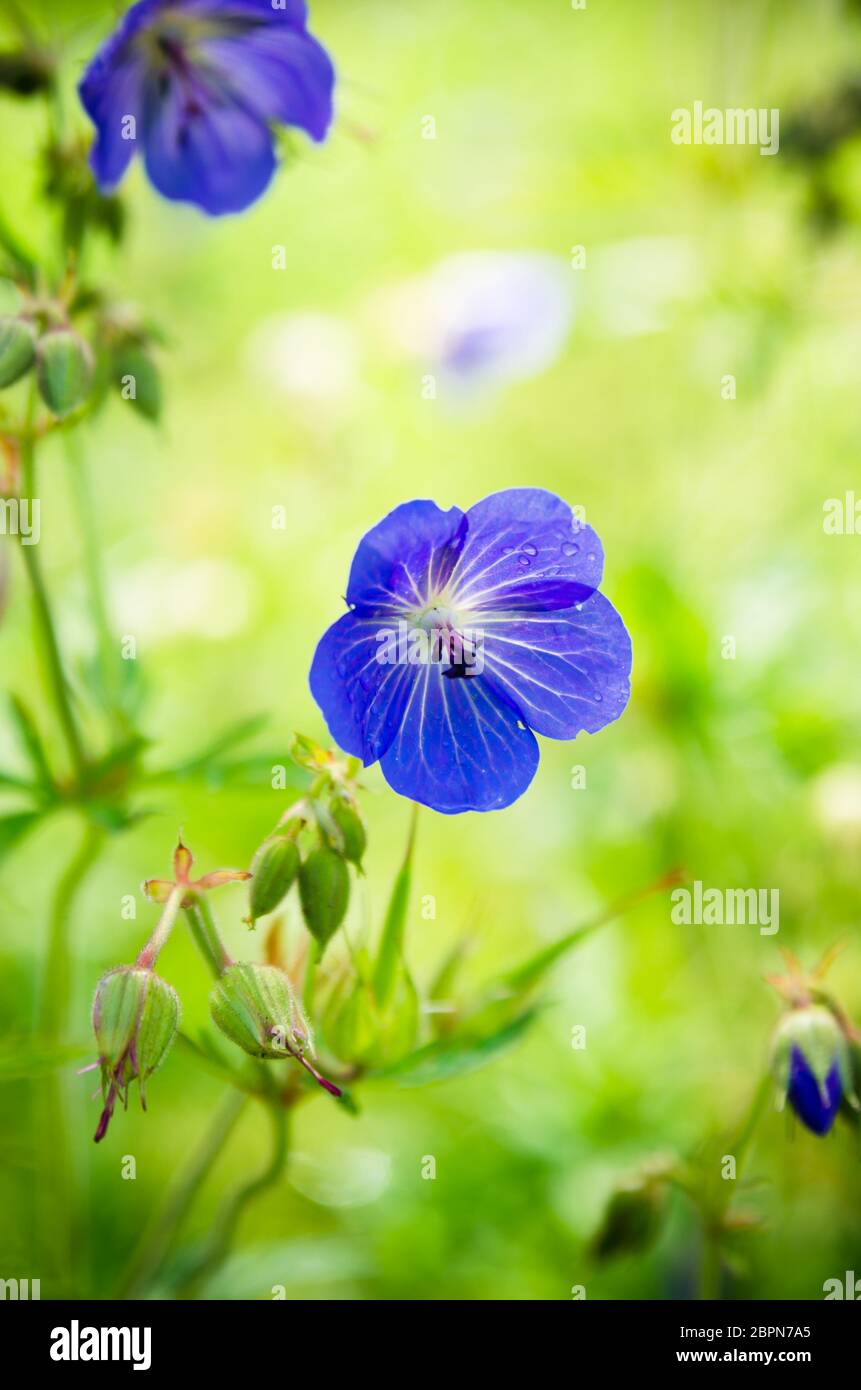 Blue flowers of the field Note: Shallow depth of field Stock Photo - Alamy