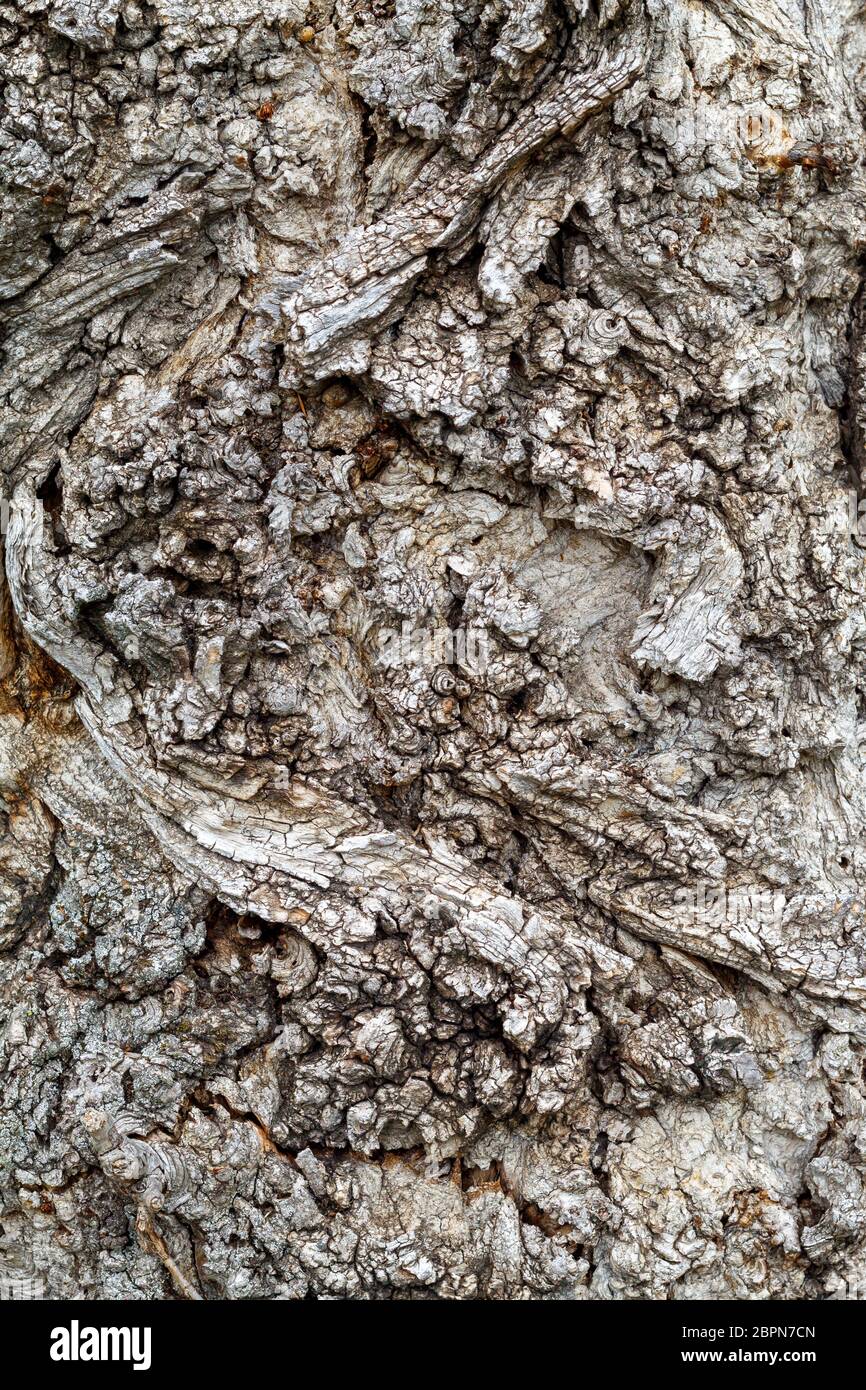 Old Weathered Tree Bark Texture Stock Photo - Alamy