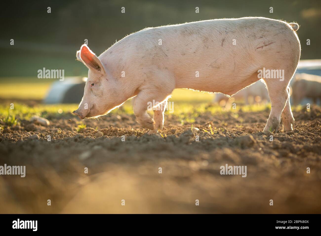 Pigs eating on a meadow in an organic meat farm Stock Photo - Alamy