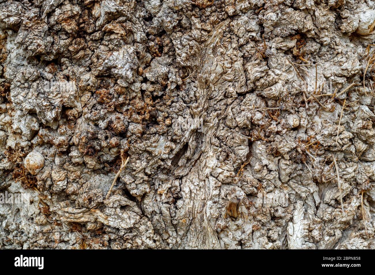 Old Weathered Tree Bark Texture Stock Photo - Alamy