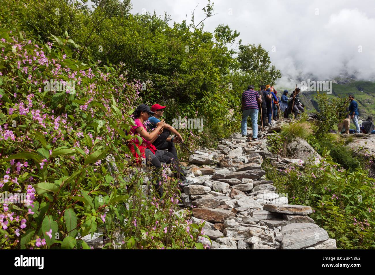 Himalayan flowers inside the Valley of Flowers near Joshimath ...